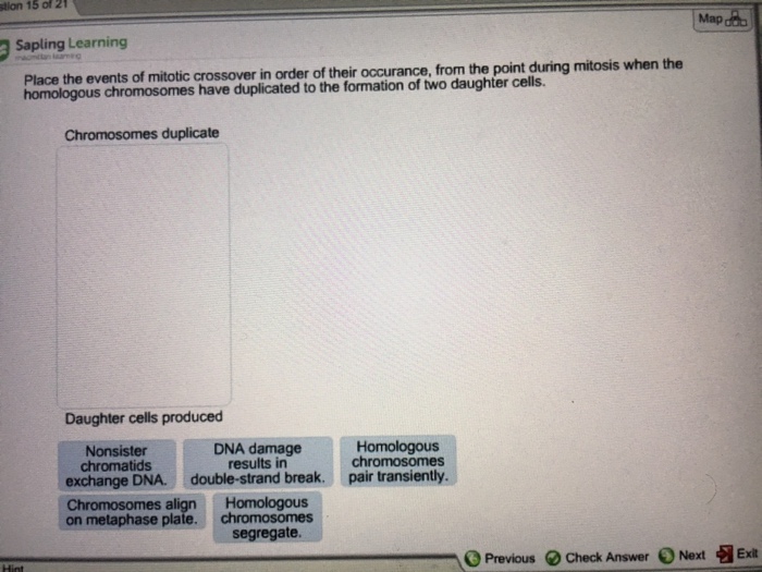 Solved Place the events of mitotic crossover in order of | Chegg.com