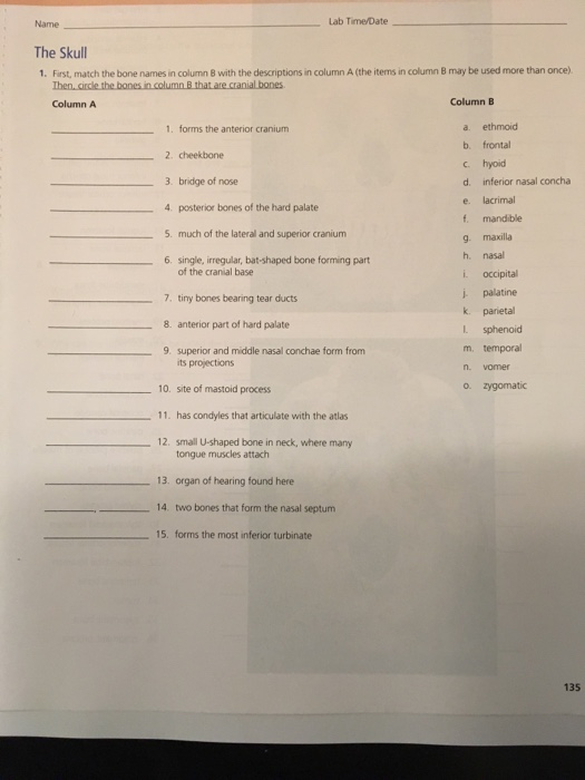 Solved i Lab Time/Date Name The Skull 1. First, match the | Chegg.com