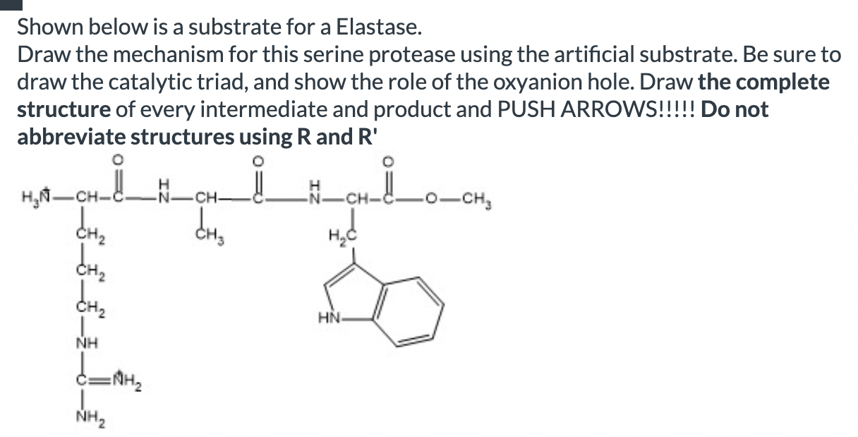 Solved Shown below is a substrate for a Elastase. Draw the | Chegg.com