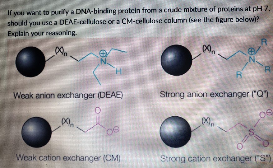 Solved If you want to purify a DNA-binding protein from a | Chegg.com