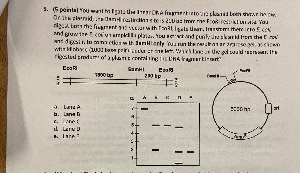 Solved 5. (5 points) You want to ligate the linear DNA | Chegg.com