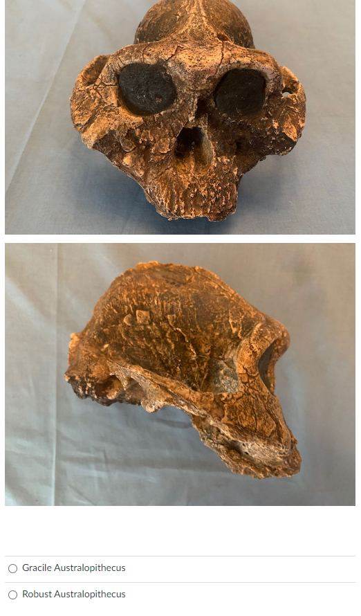 Solved Please take a look at the following sample and tell | Chegg.com