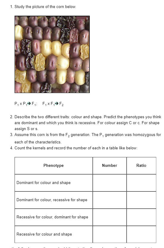 Solved 1. Study the picture of the corn below. P,XP,Fi FXF, | Chegg.com