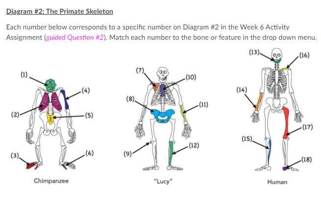 Solved Diagram #2: The Primate Skeleton Each number below | Chegg.com