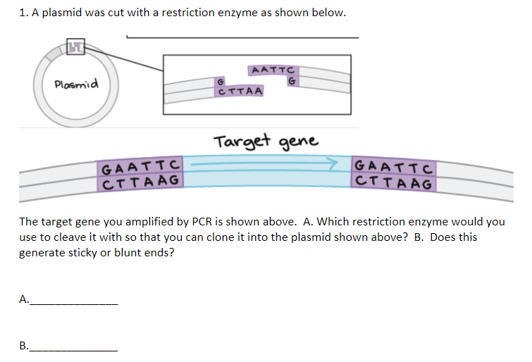 Solved 1. A plasmid was cut with a restriction enzyme as | Chegg.com
