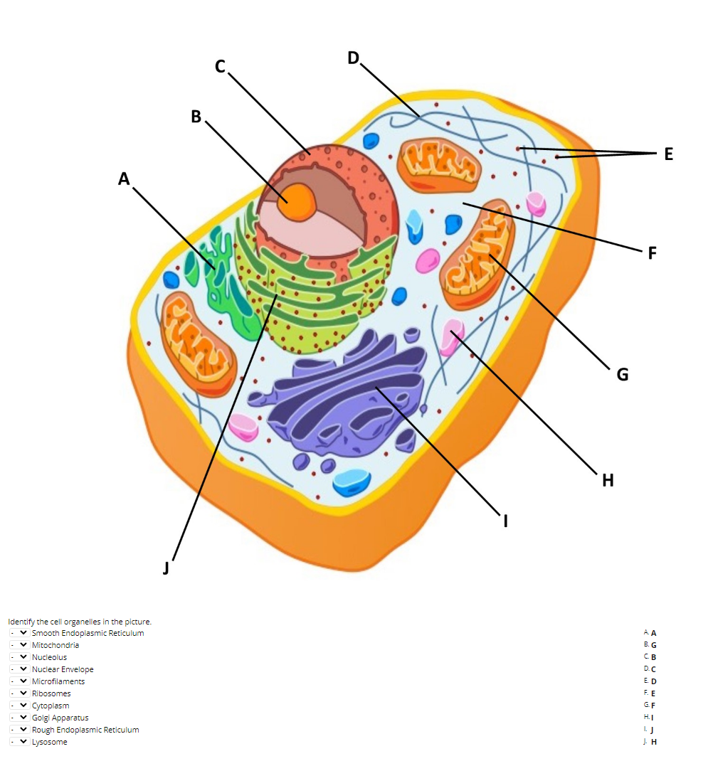 Solved C. B E A F 3 G H AA Identify the cell organelles in | Chegg.com