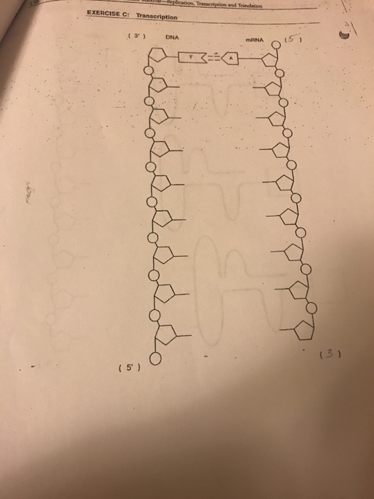 Solved Exercise B: Replication. . Replicate the strands of | Chegg.com Solved Exercise B: Replication. . Replicate the strands of | Chegg.com