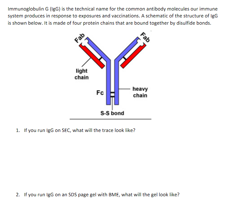 Solved Immunoglobulin G(IgG) is the technical name for the | Chegg.com