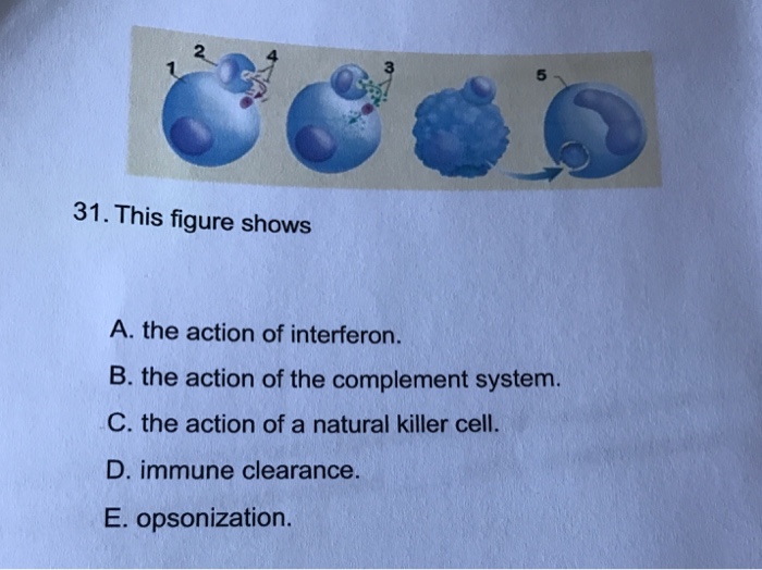 Solved This figure shows A. the action of interferon B. | Chegg.com