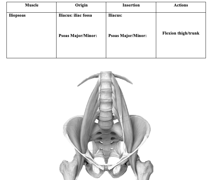 Solved Muscle Origin Insertion Actions Iliopsoas Iliacus: | Chegg.com