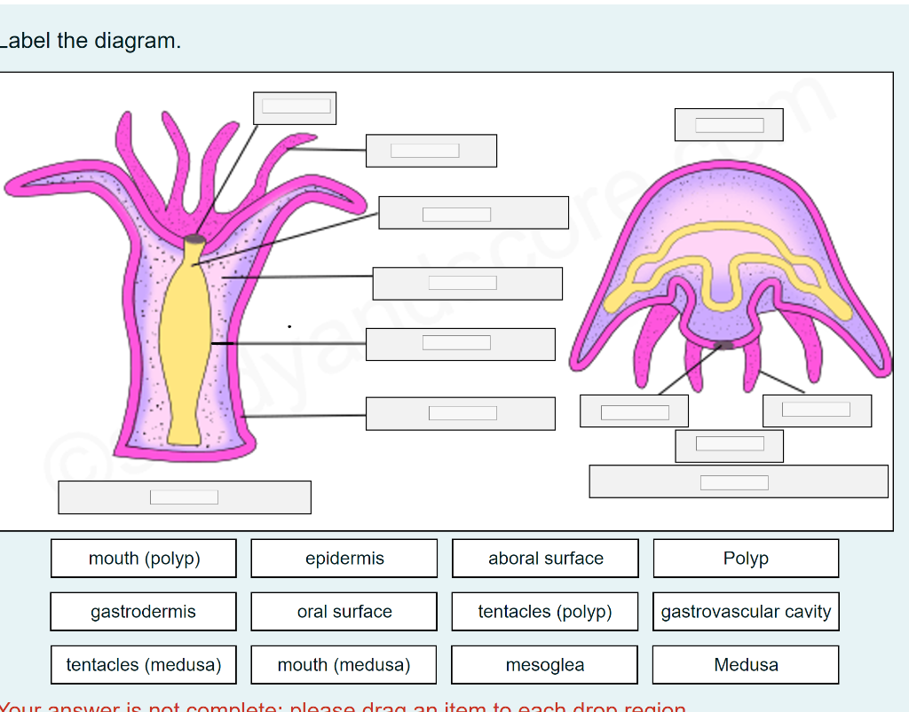 Solved Label the diagram. mouth (polyp) epidermis aboral | Chegg.com