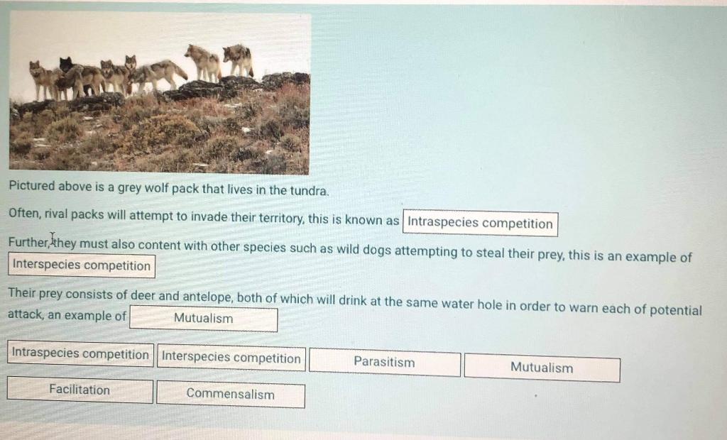 Solved Pictured above is a grey wolf pack that lives in the | Chegg.com