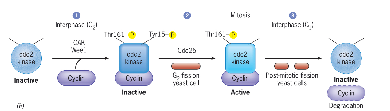 Solved Above is a cartoon depiction of the MPF complex | Chegg.com