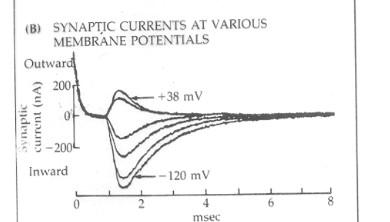 Solved In panel B, which membrane potential gave the biggest | Chegg.com