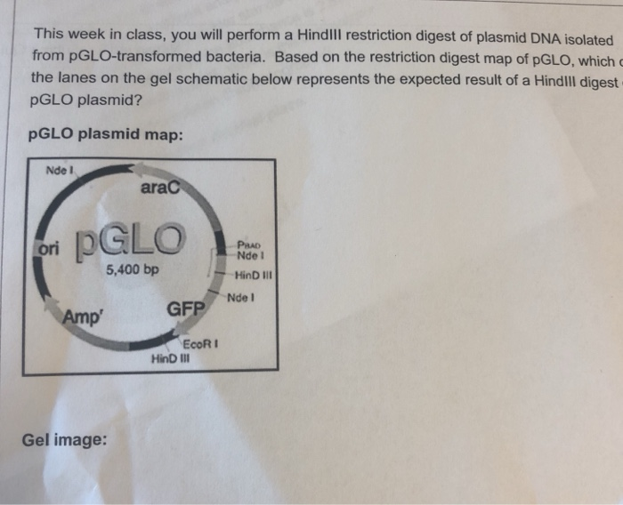 This week in class, you will perform a Hindill | Chegg.com