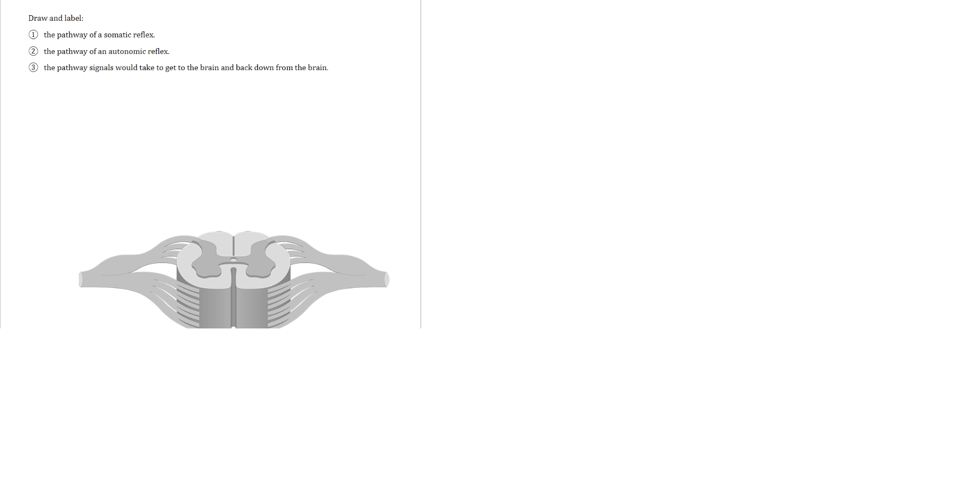 Draw and label: the pathway of a somatic reflex. | Chegg.com