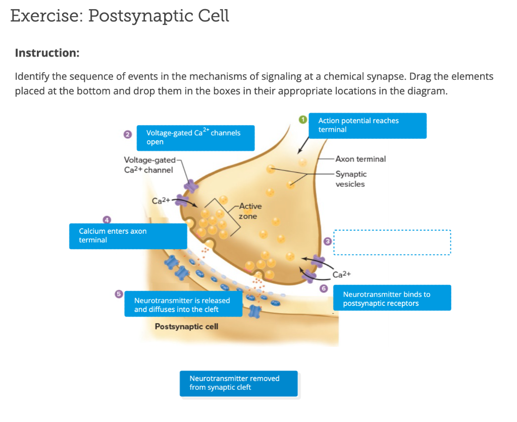 Solved Exercise: Postsynaptic Cell Instruction: Identify the | Chegg.com