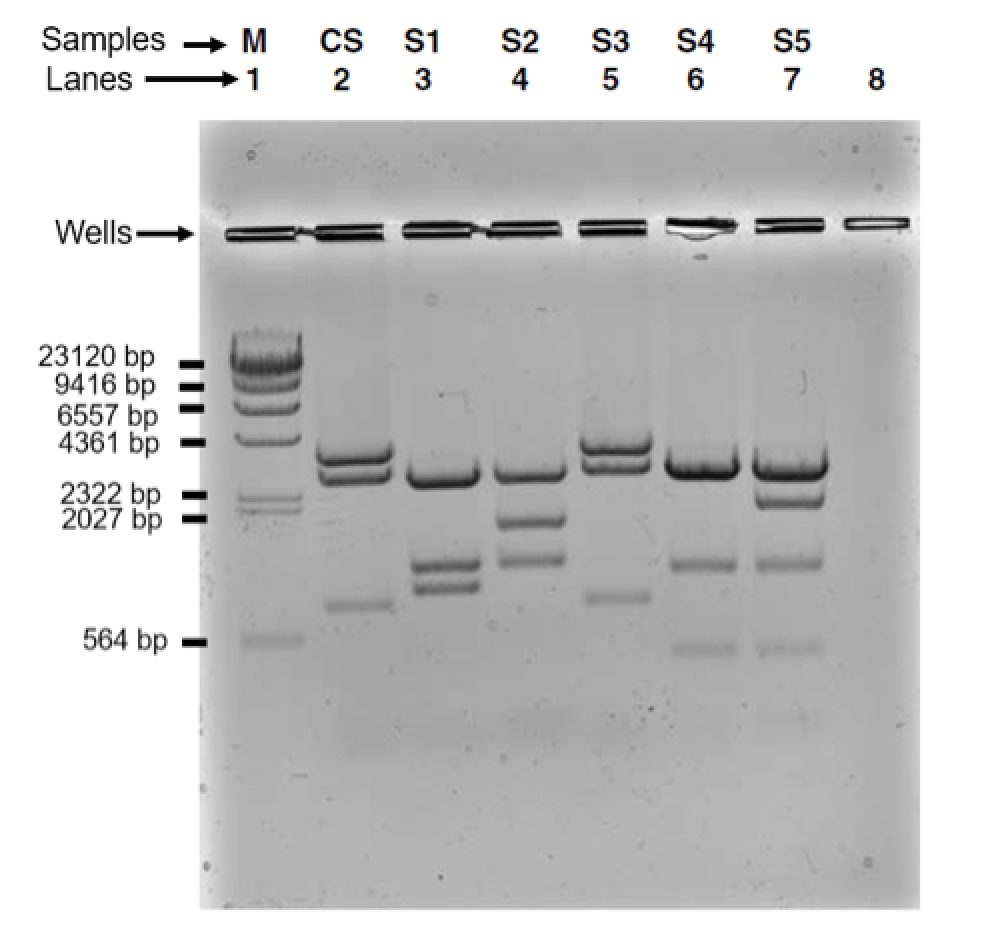 Solved Which sample has the smallest DNA fragment? Which DNA | Chegg.com