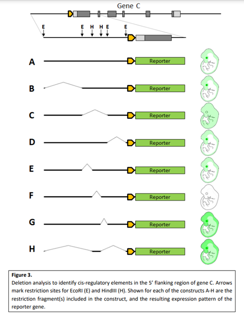 Solved Describe and analyse the result for each reporter | Chegg.com