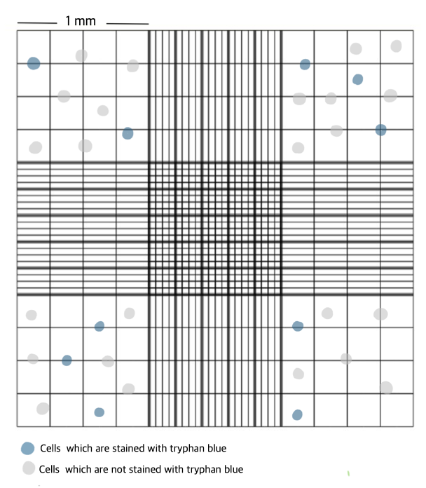 Solved Calculate the number of cells per one milliliter and | Chegg.com