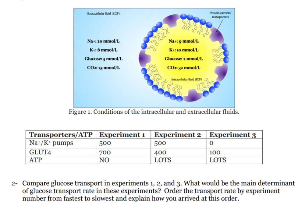 Extracellular fluid (ECF) Protein carriers | Chegg.com