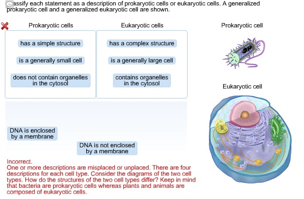 Solved assify each statement as a description of prokaryotic | Chegg.com