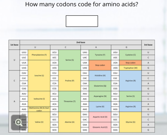 Solved How many codons code for amino acids? ist base 3rd | Chegg.com