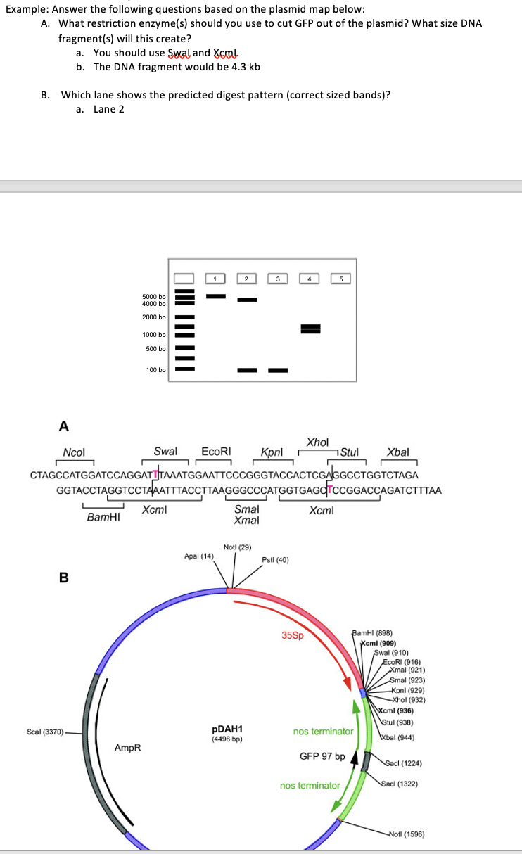 Solved Example: Answer the following questions based on the | Chegg.com