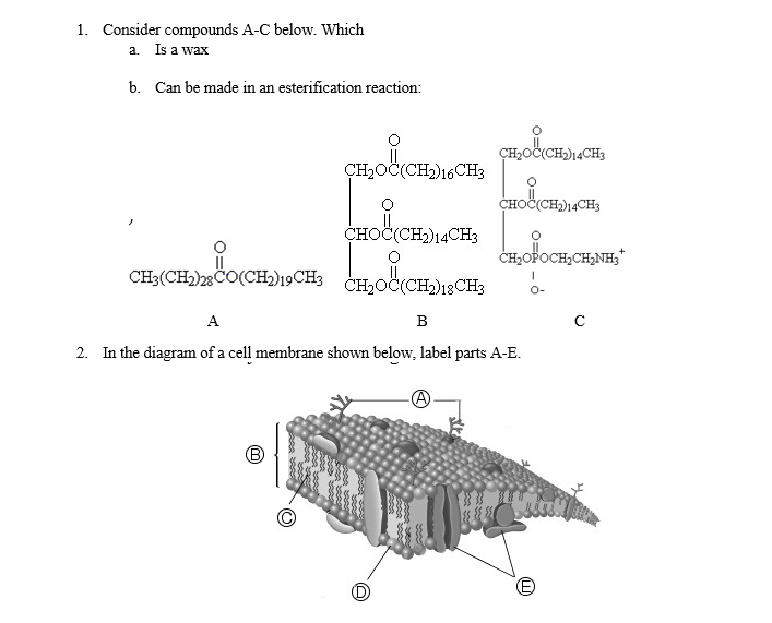 Solved 1. Consider compounds A-C below. Which a. Is a wax b. | Chegg.com