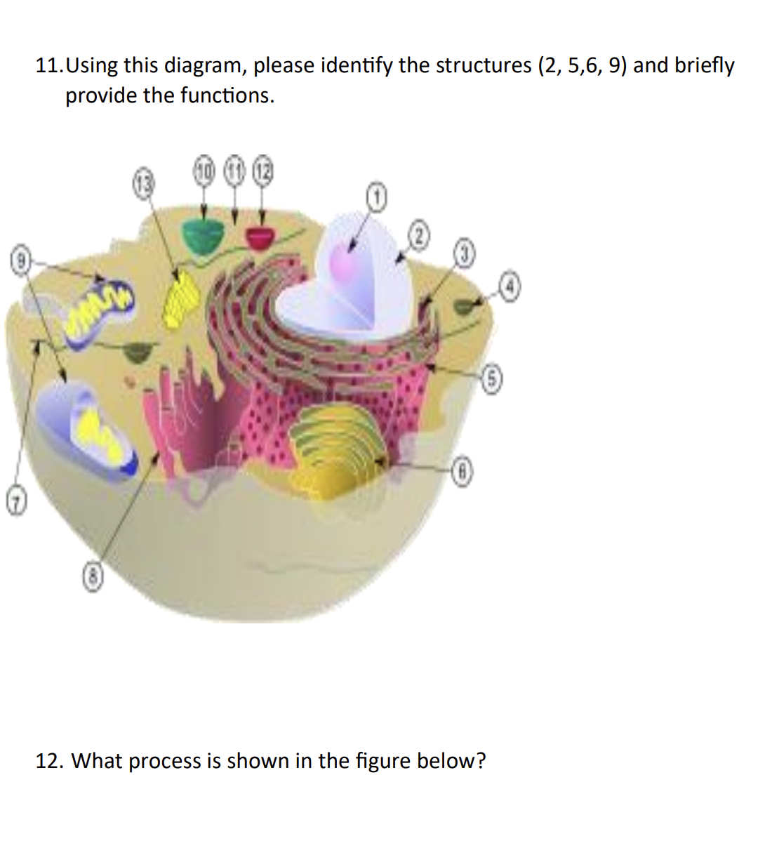 Solved 11.Using this diagram, please identify the structures | Chegg.com