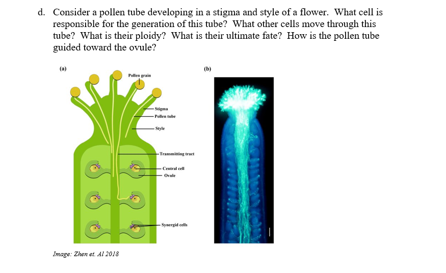 Solved d. Consider a pollen tube developing in a stigma and | Chegg.com
