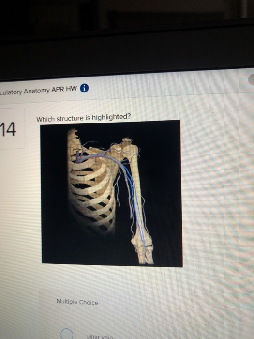 Solved irculatory Anatomy APR HW re is highlighted? 12 | Chegg.com