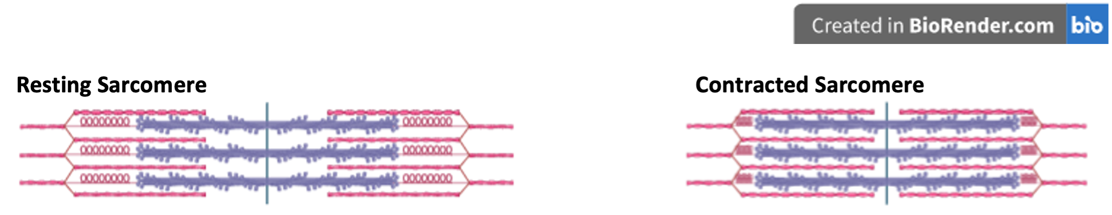 Muscle Contraction Skeletal Muscle Anatomy | Chegg.com