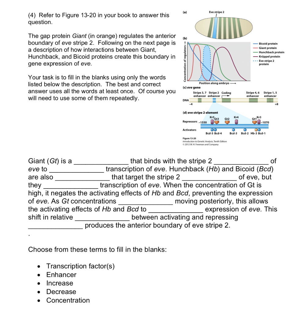 Solved Eve stripe 2 (4) Refer to Figure 13-20 in your book | Chegg.com