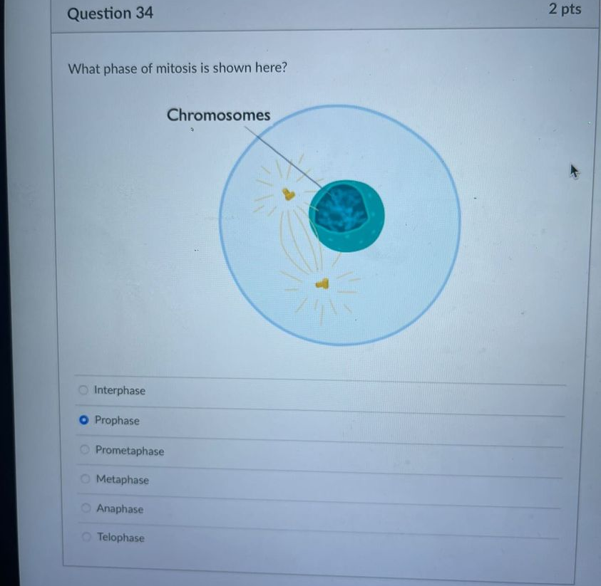 Solved What phase of mitosis is shown here? Interphase | Chegg.com