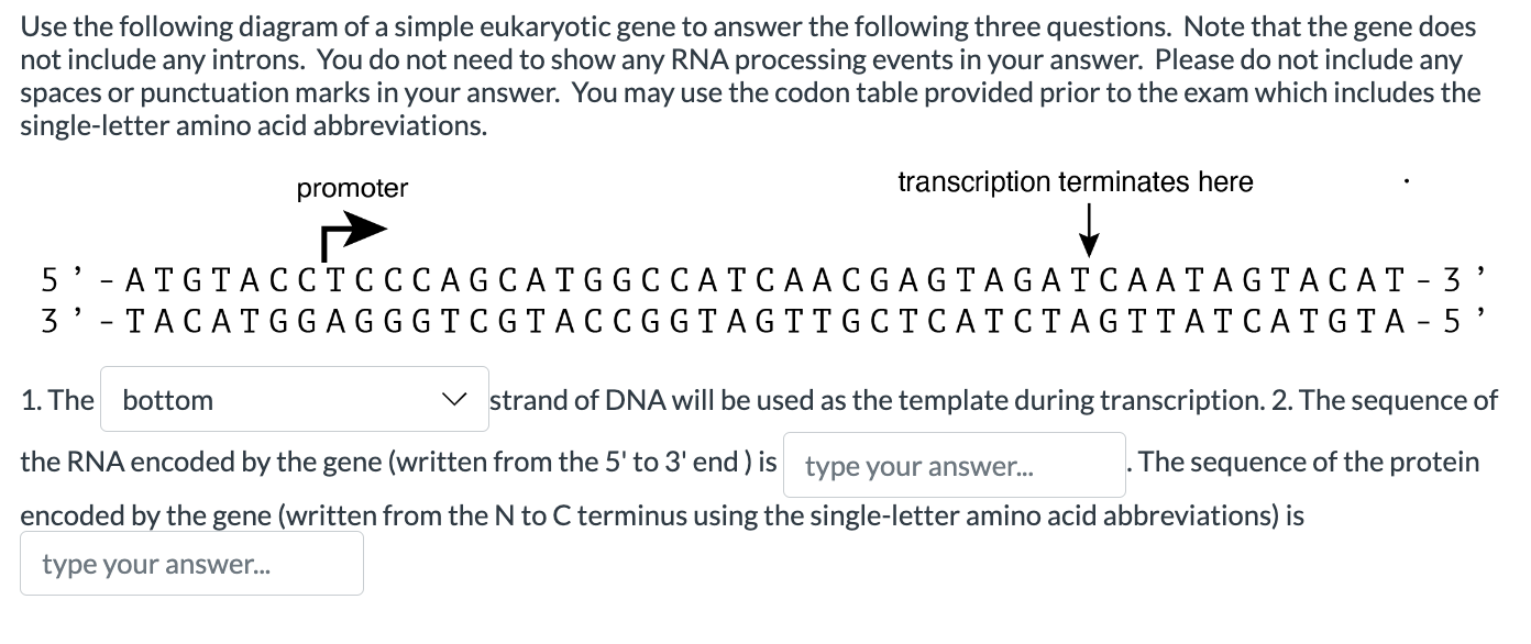 Solved Use the following diagram of a simple eukaryotic gene | Chegg.com