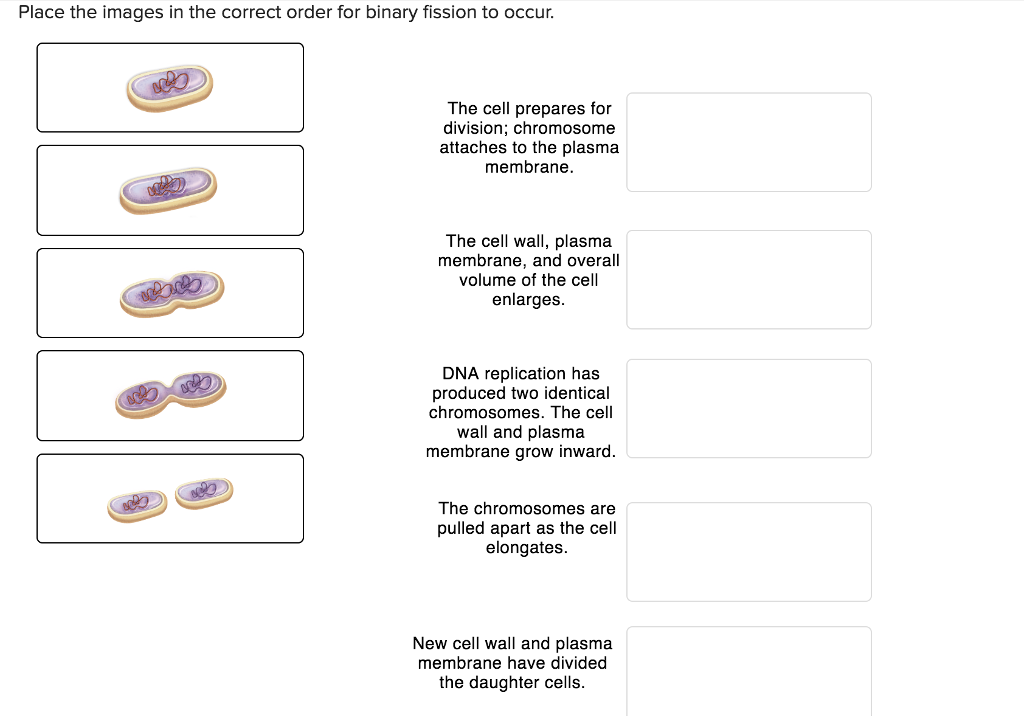 Solved Place the images in the correct order for binary | Chegg.com