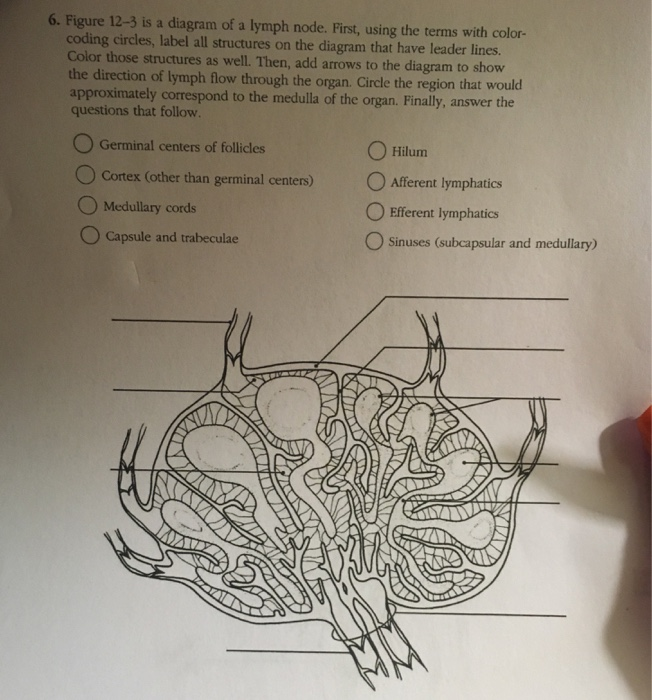 Solved 6. Figure 12-3 is a diagram of a lymph node. First, | Chegg.com