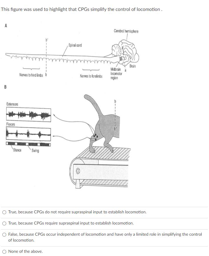 Solved This figure was used to highlight that CPGs simplify | Chegg.com