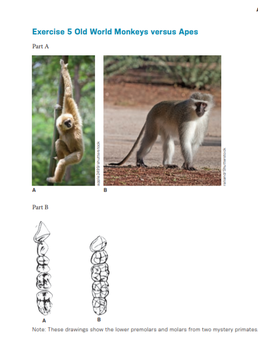 Solved EXERCISE 5 OLD WORLD MONKEYS VERSUS APES Work with a | Chegg.com
