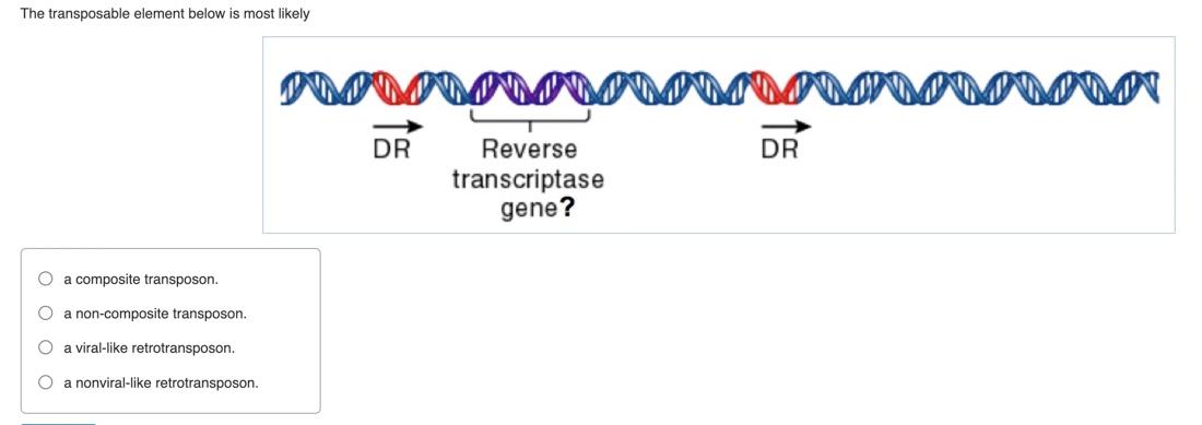 Solved The transposable element below is most likely a | Chegg.com