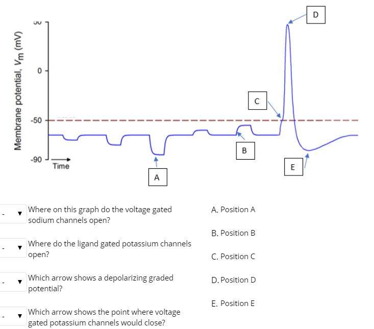 Solved Membrane potential, Vm (mv) C + - -- -90 Time . A. | Chegg.com