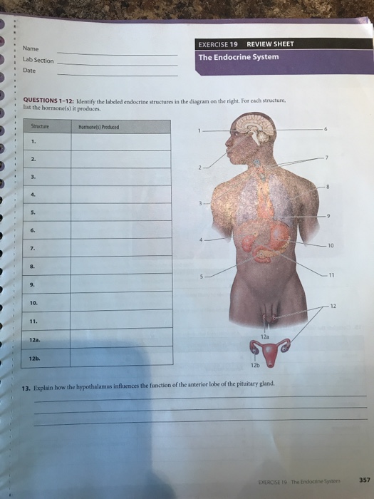 Solved EXERCISE 19 REVIEW SHEET . Name The Endocrine System | Chegg.com