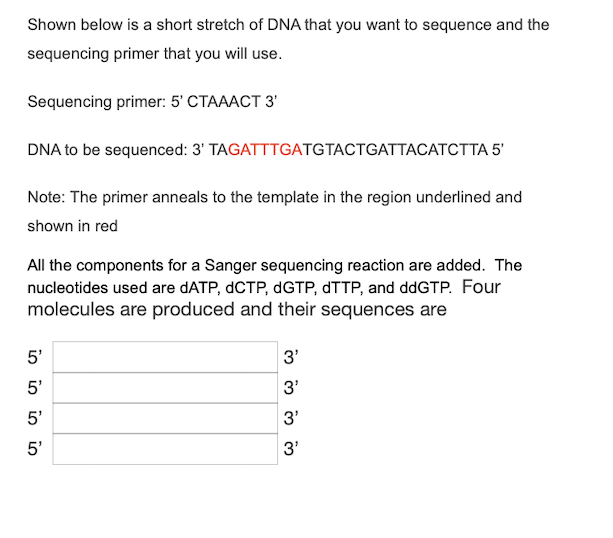 Solved Shown below is a short stretch of DNA that you want | Chegg.com