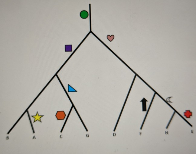 Solved Which shapes would be considered Synapomorphic? | Chegg.com