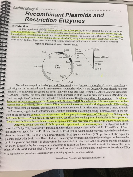 Solved Recombinant Plasmids and Restriction Enzymes | Chegg.com
