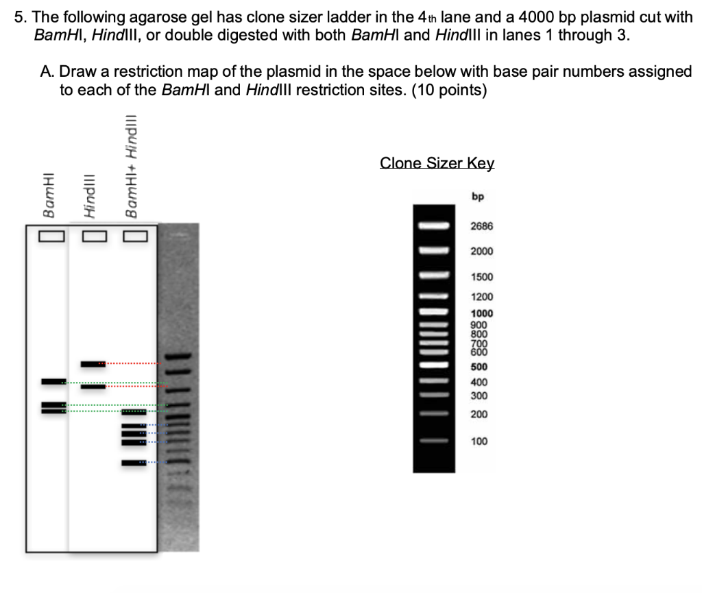 Solved 5. The following agarose gel has clone sizer ladder | Chegg.com