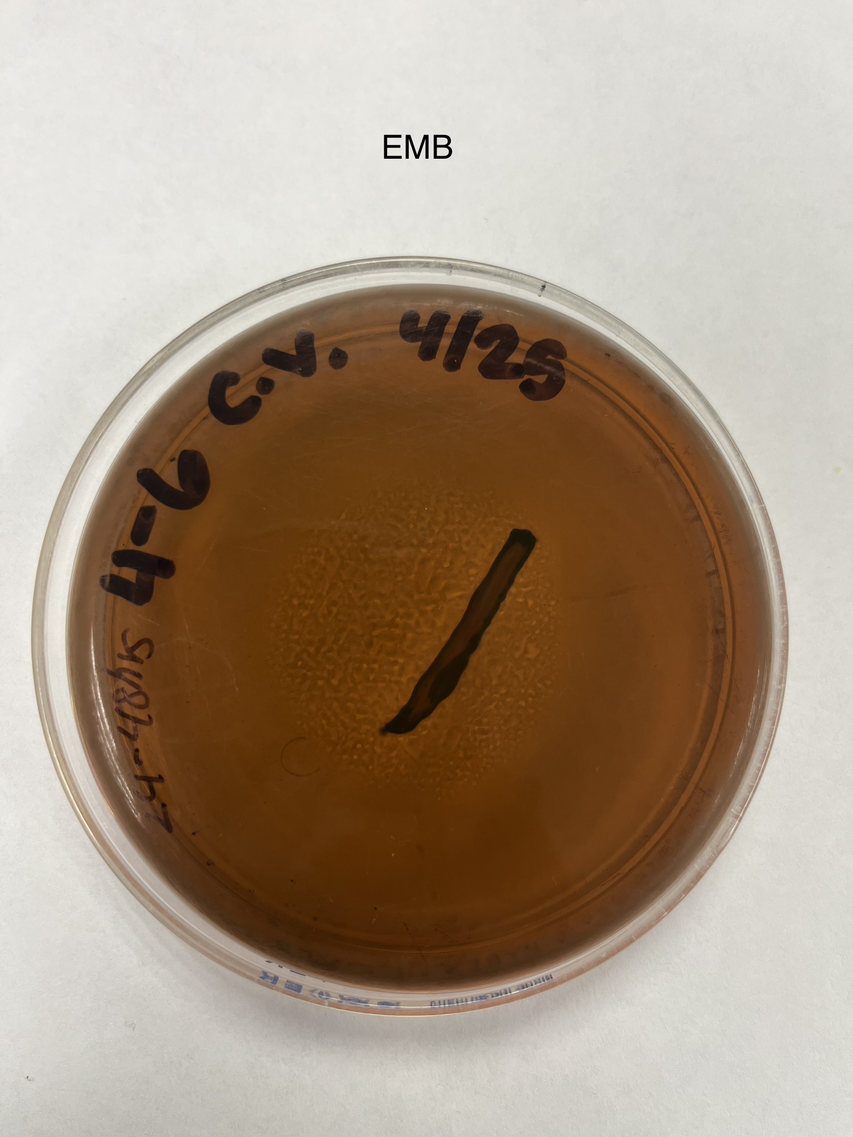 Solved What is the bacteria based on these results? Gram | Chegg.com