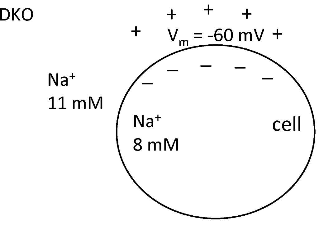 Solved The concentrations of Na+ and glucose inside and | Chegg.com