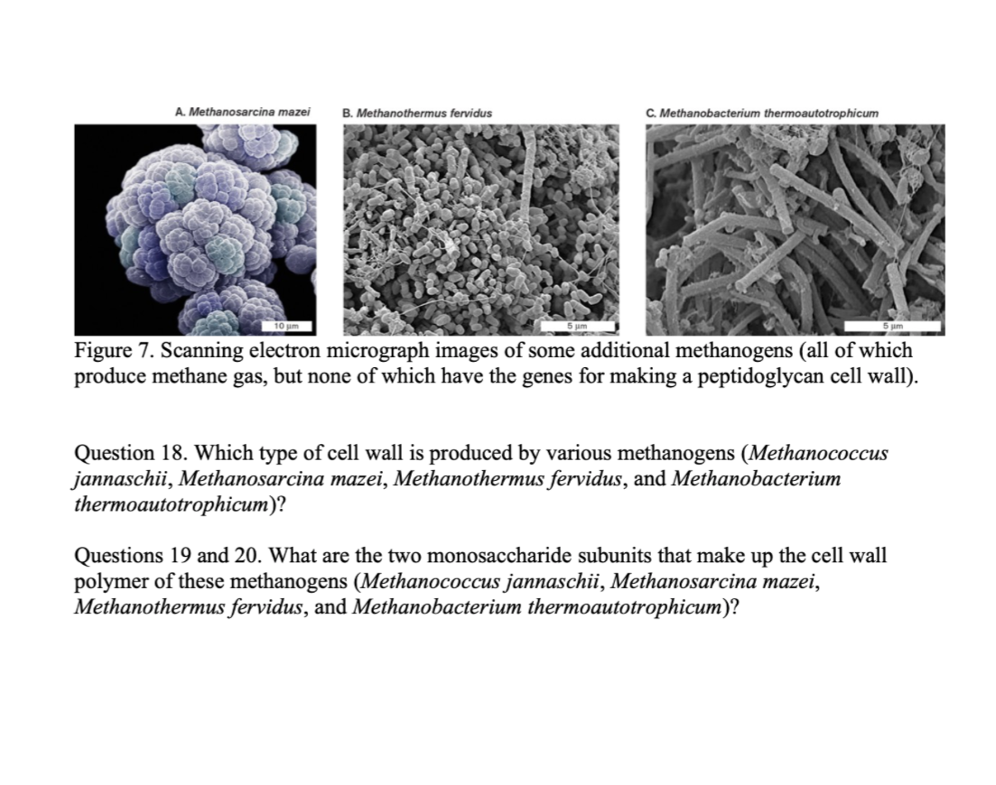 Methanobacterium